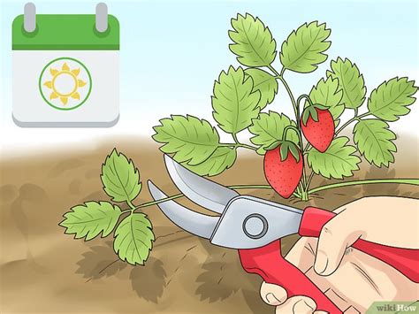 Cómo podar fresas 11 Pasos con imágenes wikiHow