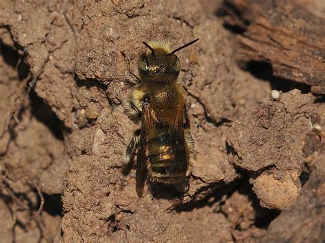 Osmia Caerulescens Blue Mason Bee Male Megachilidae Flickr