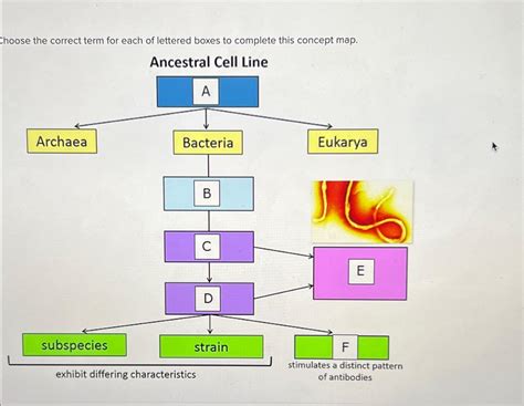 Solved Choose The Correct Term For Each Of Lettered Boxes To Chegg