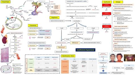 Insuficiencia Suprarrenal Enfermedad De Addison Brayan Seminario UDocz