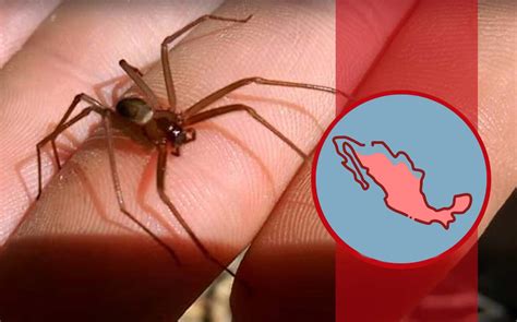 Cuándo inicia la temporada de la araña violinista en México Grupo