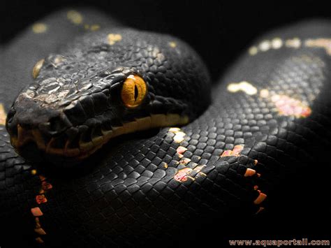 Ophidien définition illustrée et explications