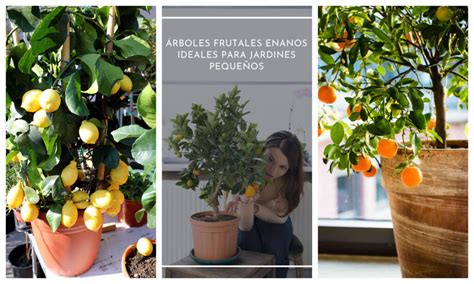 Details 48 precio de árboles frutales en méxico Abzlocal mx