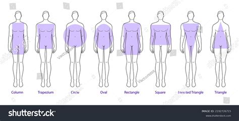 Set Men Body Shape Types Triangle Stock Vector Royalty Free