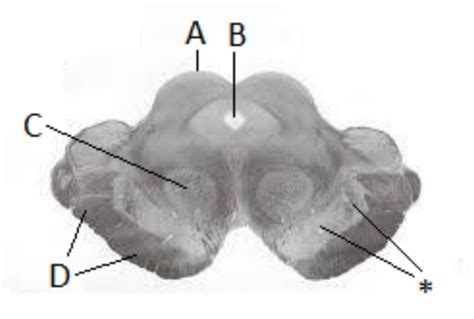 Brainstem Flashcards Quizlet