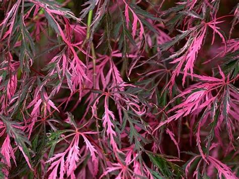 Hana Matoi Dissectum Japanese Maple Raraflora