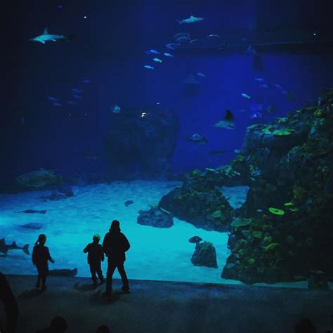 Premium Photo Silhouette Of Fish Swimming In Aquarium