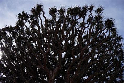 Free Images Nature Branch Snow Winter Sky Sunlight Leaf Flower