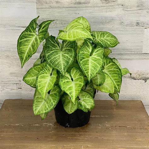 Use Arrowhead Vines To Add Balance And Beauty To Your Home Off