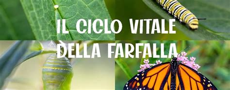 Il Ciclo Vitale Della Farfalla Butterfly Life Cycle Rainbow Magic
