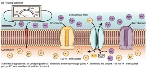 Resting Potential Definition And Examples Biology Online Dictionary