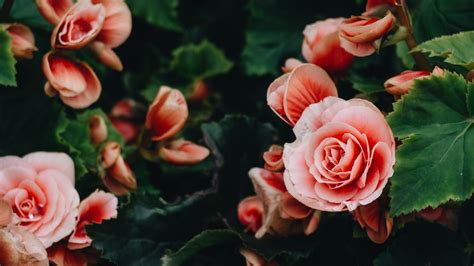 Details 200 Picture Begonias Y Sus Cuidados Abzlocal Mx