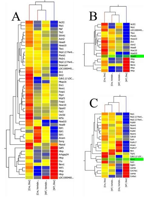 hierarchical clustering analysis hierarchical clustering using gene download scientific