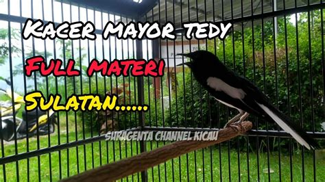 SUARA BURUNG Kacer Gacor Isian NGEPLONG TARUNG Ini Paling AMPUH Buat
