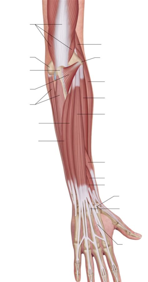 Muscles Of The Posterior Forearm Diagram Quizlet