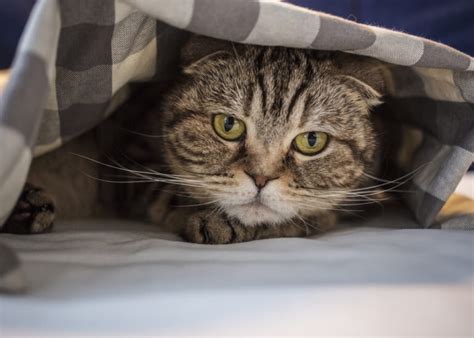 Petsoid Find The Latest And Most Updated Information To Take Care Of