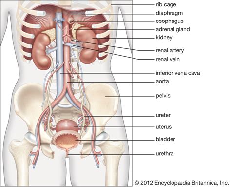 Renal Artery Renal Function Blood Flow Anatomy Britannica