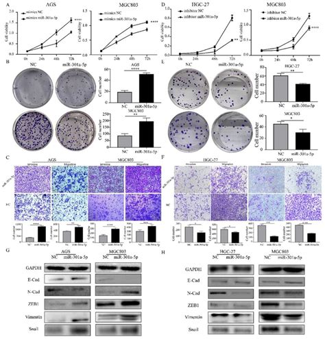 Increasing Of Mir A P Promotes Proliferation Migration And