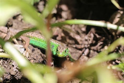 Lizard Reptile Scaly Free Photo On Pixabay Pixabay