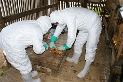 SAG Magallanes confirmó primer caso de influenza aviar en aves de