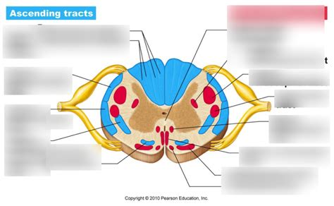 Spinal Cord Transverse Section Diagram Quizlet