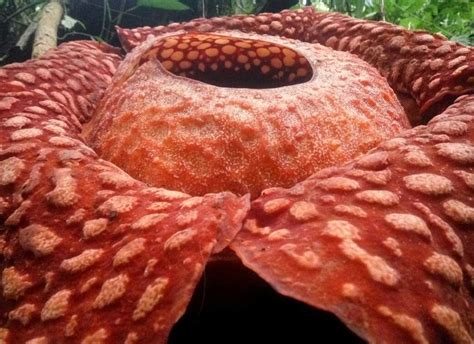 What Does A Corpse Flower Look Like In Full Bloom Best Flower Site