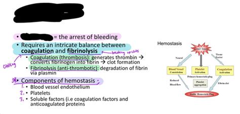 Platelets And Coagulation I Lecture 7 Exam 1 Flashcards Quizlet