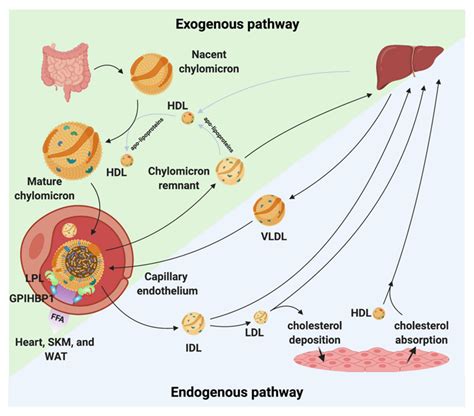 Biomedicines Free Full Text The Importance Of Lipoprotein Lipase
