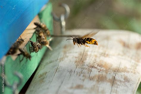 Foto De Asiatische Hornisse Vespa Velutina Bei Der Jagd Auf