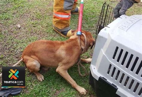 Otro caso Niña de 8 años internada tras ataque de perro en Pérez