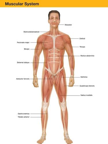Muscular System Flashcards Quizlet