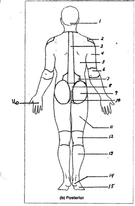 Regional Terms Posterior Diagram Quizlet