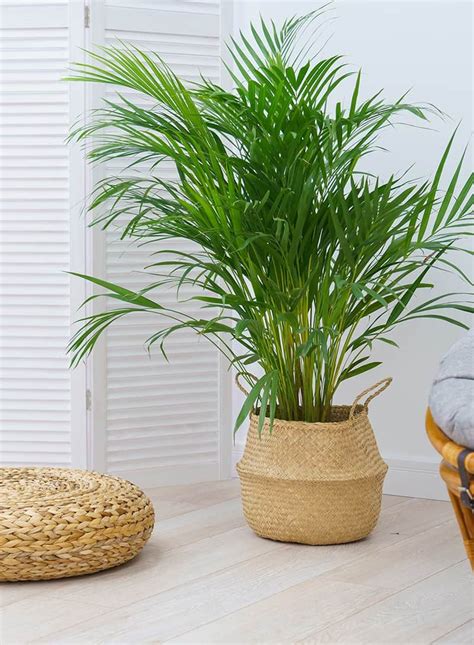 Feng Shui Front Door Plants To Attract Good Fortune In 2023 Front