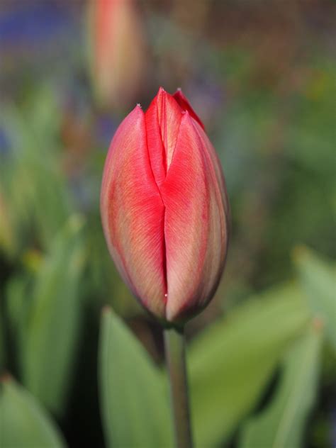 Tulipan Kwiat Czerwony Darmowe Zdj Cie Na Pixabay Pixabay