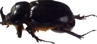 Bugs Png Images Free Pictures Bug Png Pngimg