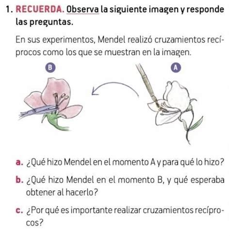 Recuerda Observa La Siguiente Imagen Y Responde Las Preguntas En