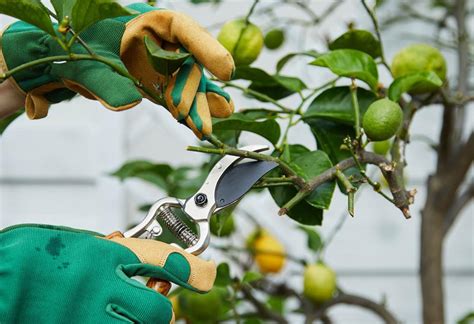 Potatura Limone Come E Quando Farla