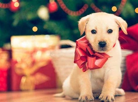 Antes de regalar una mascota en Navidad considera esta información