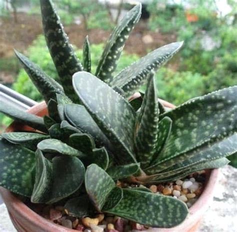 Cómo sembrar y cultivar Chayote o papa del aire Eco Jardín Mágico
