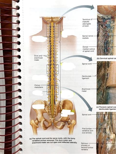 Gross Structures Spinal Cord Diagram Quizlet
