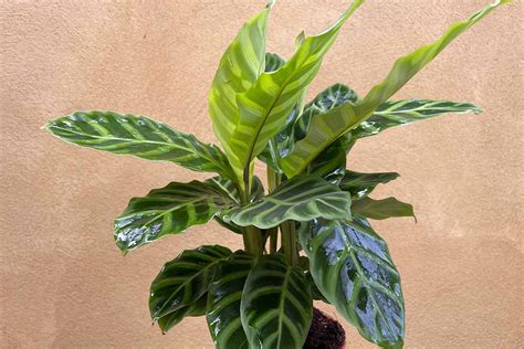 How To Grow And Care For Calathea Zebrina Plants Gardener S Path