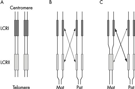 schematic representation of mispairing in a situation with asynchronous download scientific