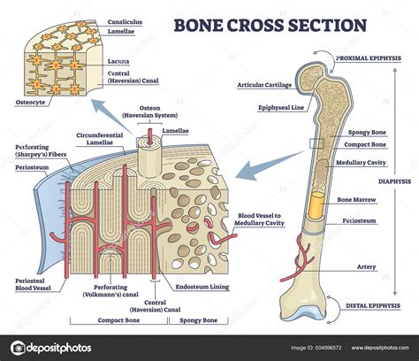 Vector Illustration Scheme Of Bone Cross Section Diagram With The