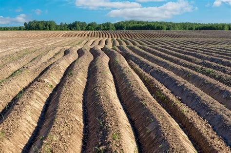 Campo Arado De Tierra Cultivable Tierra Cultivada Y Labranza Del Suelo
