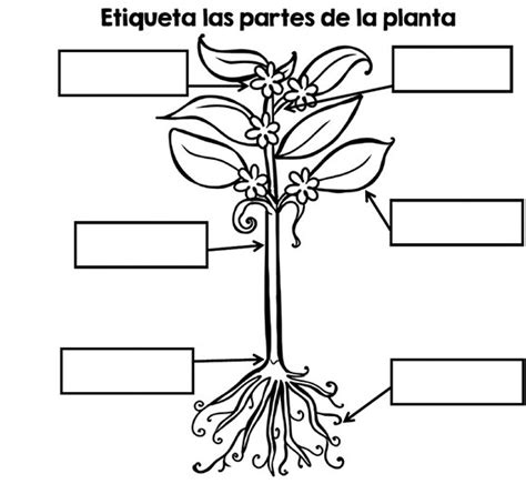 Juegos De Ciencias Juego De COLOCO LAS PARTES DE LA PLANTA Cerebriti