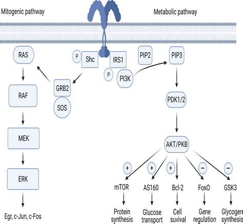 Insulin Signaling Pathway