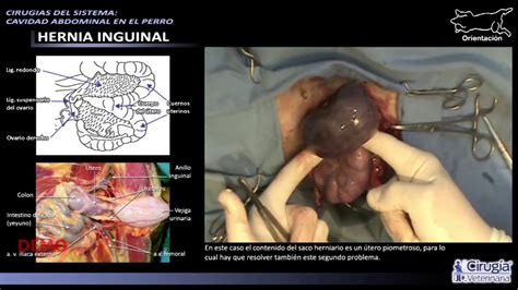 Se Quitan Las Hernias En Cachorros