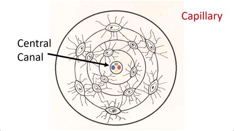 Haversian System Diagram Applied Sciences Free Full Text Variation Of