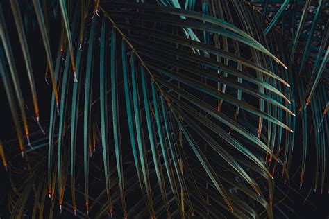 Nature Leaves Plant Branches HD Wallpaper Pxfuel