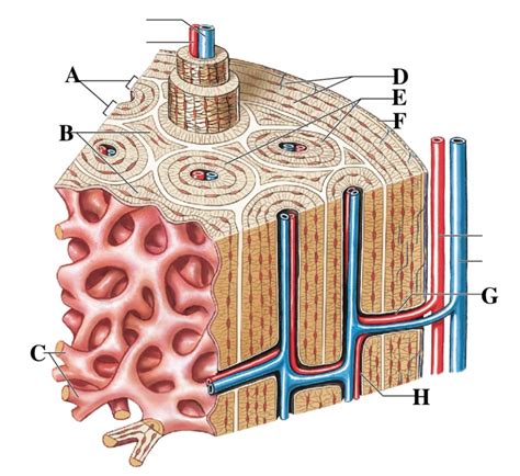 Compact Bone Diagram Quizlet